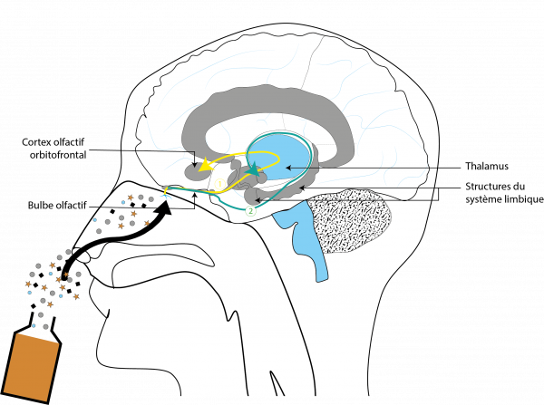Respirer des Huiles Essentielles : voie olfactive et réalisation d’un ...